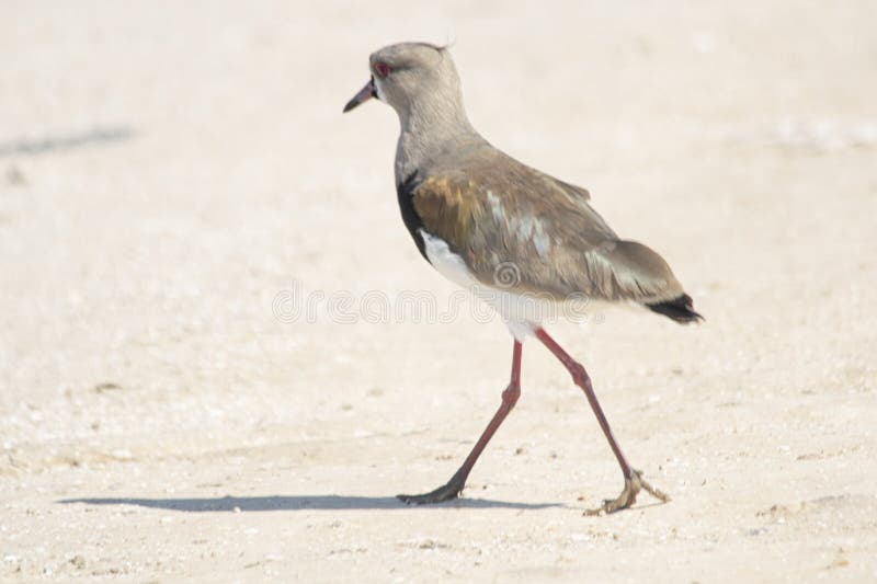 Southern Lapwing Walking on a Earthen Path Stock Photo - Image of ...