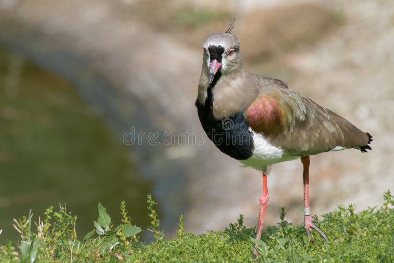 Southern Lapwing stock photo. Image of white, edge, black - 56626328
