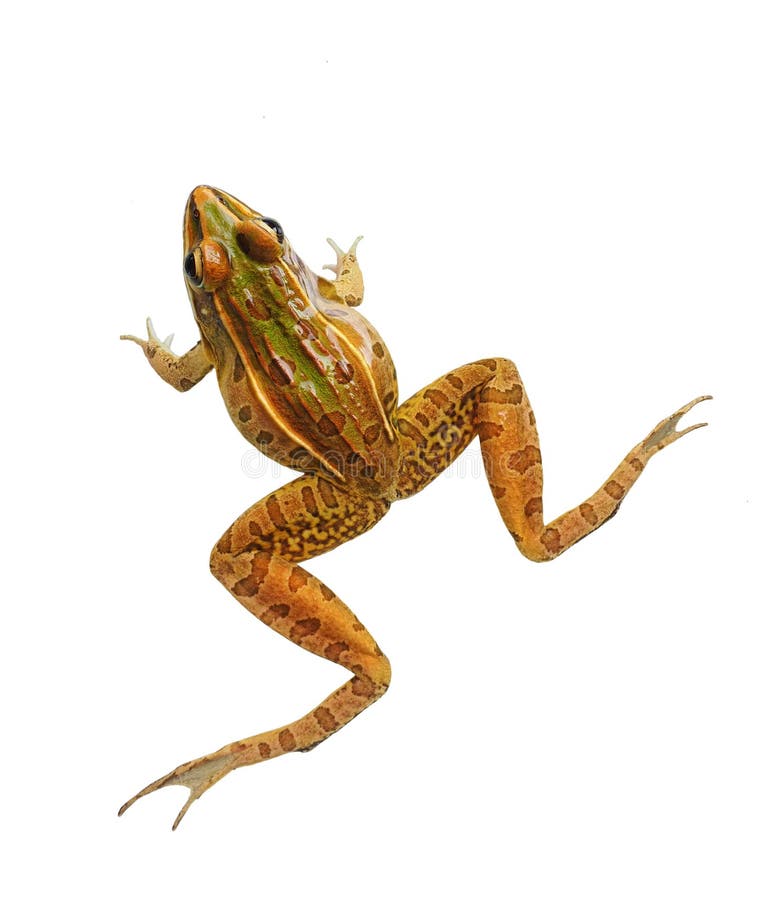 Southern Leopard Frog Isolated on White Stock Image - Image of white ...