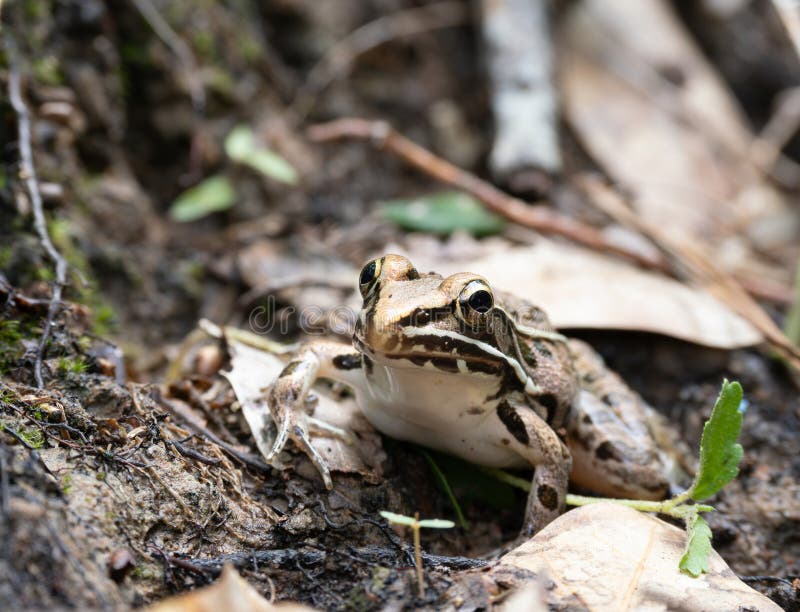 Leopard Camera Field View Stock Photos - Free & Royalty-Free Stock ...