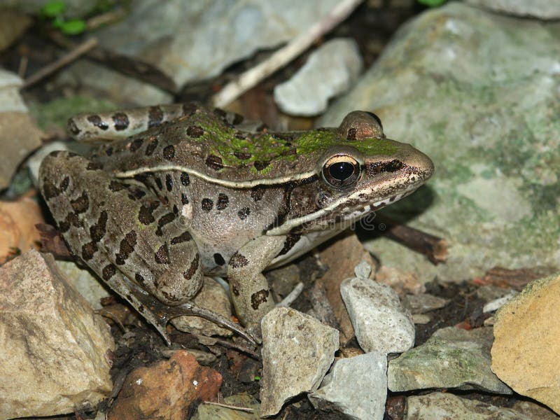 Southern Leopard Frog (Rana Sphenocephala) Stock Photo - Image of ...