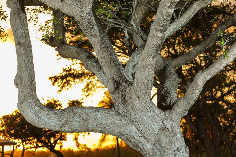 Southern Live Oak Tree Backlit with Sunset Stock Photo - Image of ...