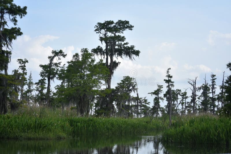 Southern Louisiana Swamp Landscape in the Spring Stock Photo - Image of ...