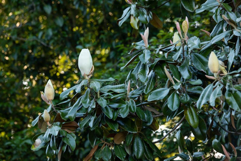 Southern Magnolia in Bloom Big Leaf Magnolia Stock Photo - Image of ...