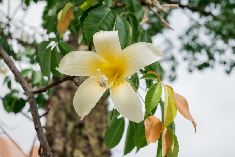 Southern Magnolia Fruit Magnolia Grandiflora Tree Stock Image - Image ...