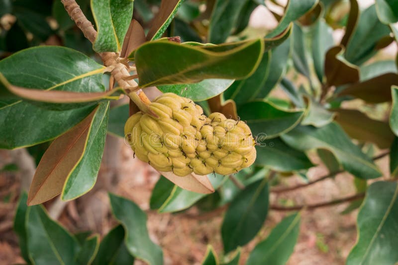 Southern Magnolia Fruit Magnolia Grandiflora Tree Stock Image - Image ...