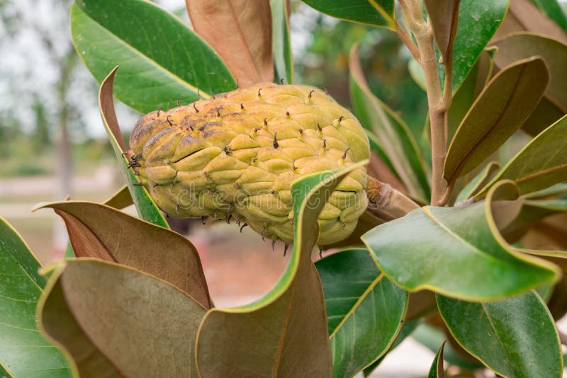 Southern Magnolia Fruit Magnolia Grandiflora Tree Stock Image - Image ...