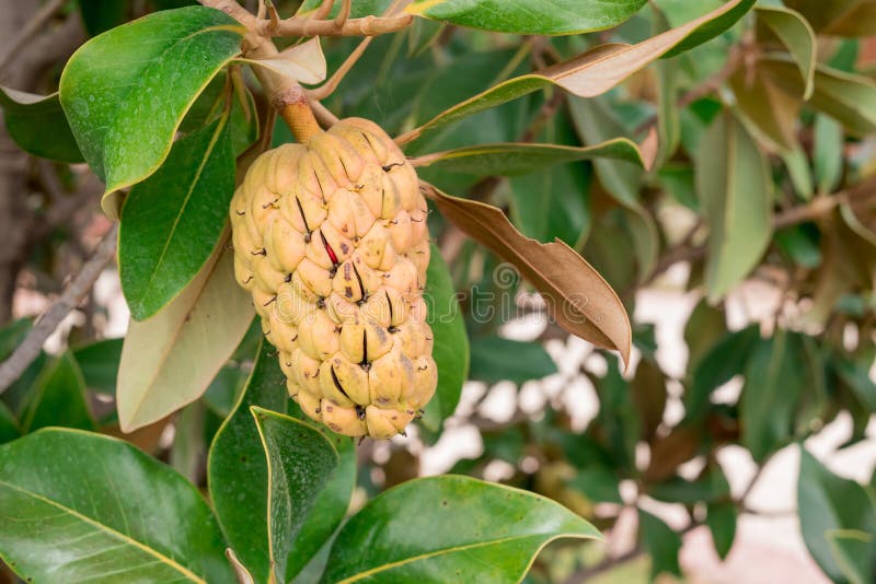 Southern Magnolia Fruit Magnolia Grandiflora Tree Stock Image - Image ...