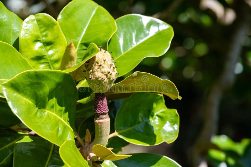 Southern Magnolia (magnolia Grandiflora) Fruit Stock Image - Image of ...