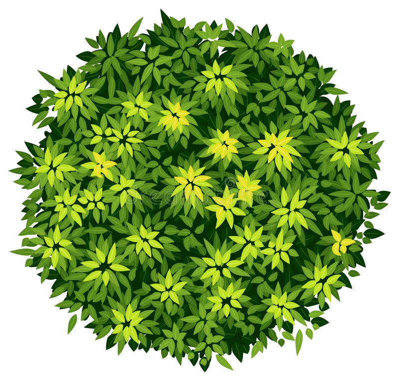 Southern Magnolia Stock Illustrations – 180 Southern Magnolia Stock ...