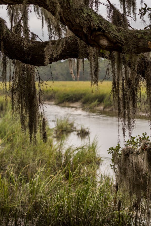 Savannah Georgia Marsh stock image. Image of grass, savannah - 7566049