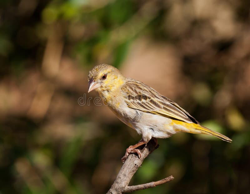 Southern Masked Weaver Female Stock Photo - Image of trees, weaver ...