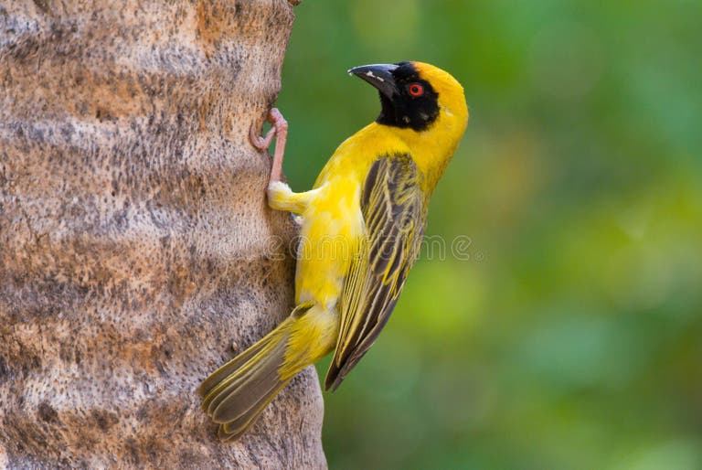 Southern masked weaver stock photo. Image of mask, avian - 7674038