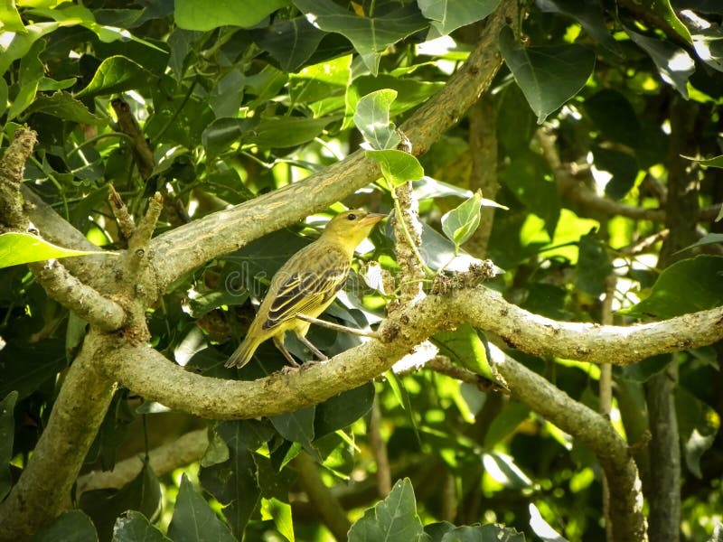 Southern Masked Weaver Female Stock Photo - Image of trees, weaver ...