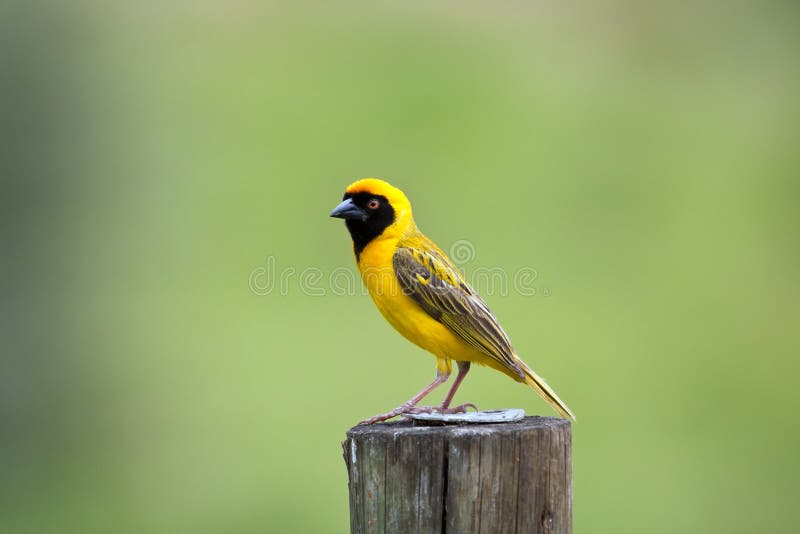 Southern Masked Weaver Female Stock Photo - Image of trees, weaver ...