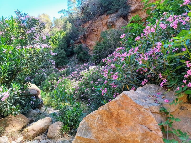 Southern Mediterranean Nature ( Mountains , . . . ) Stock Image - Image ...
