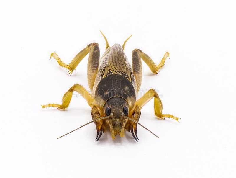 Southern Mole Cricket - Scapteriscus or Neoscapteriscus Borellii ...