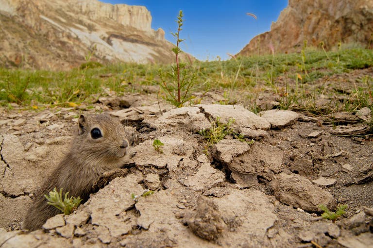 Southern Mountain Cavy in Habitat Stock Photo - Image of gray, zoology ...