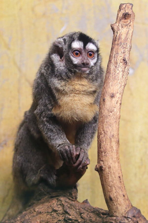 Southern night monkey stock image. Image of adult, aotus - 295328717