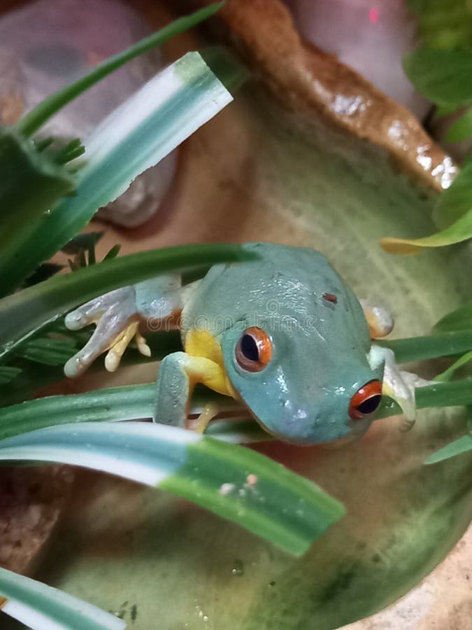 Southern Orange- Eyed Tree Frog Stock Image - Image of frog, tree ...