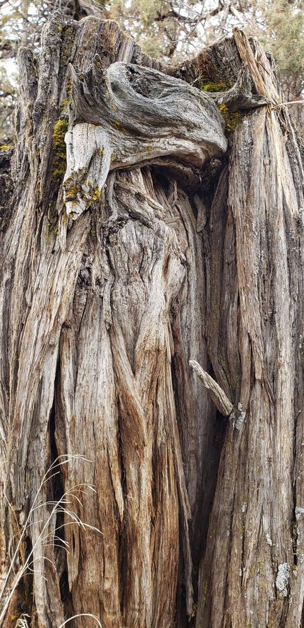 Southern Oregon Nature Trees Stock Photo - Image of oregon, rock: 162248238