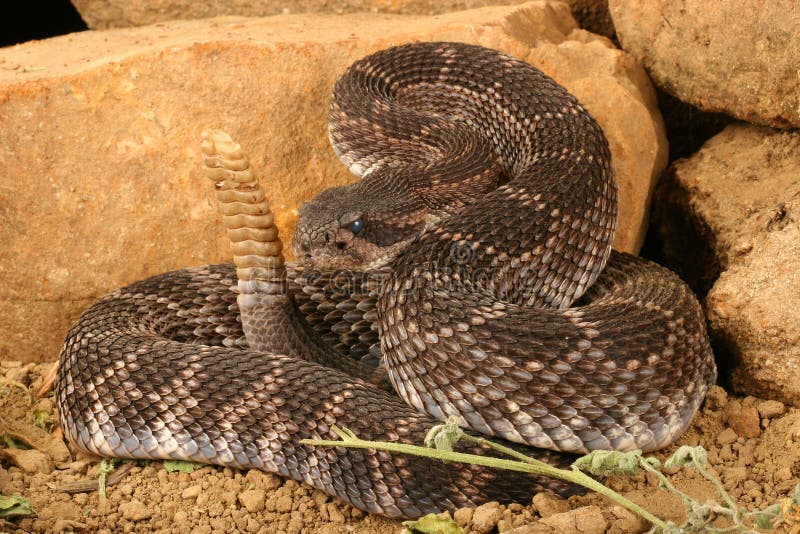 6,238 Rattlesnake Stock Photos - Free & Royalty-Free Stock Photos from ...