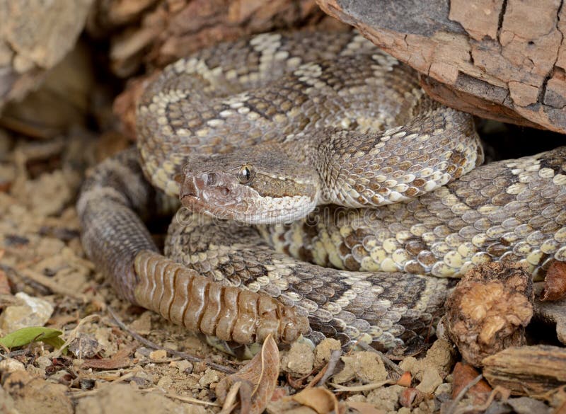Southern Pacific Rattlesnake Stock Photo - Image of viper, snake: 4117754