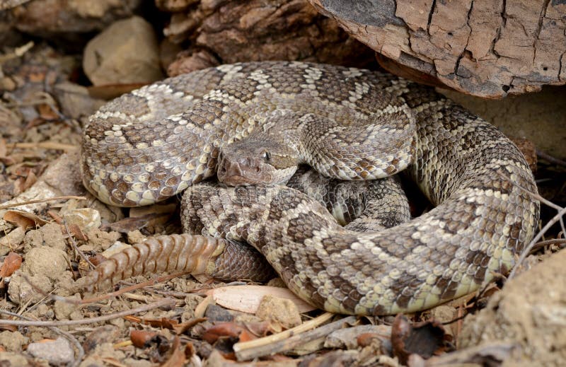 Southern Pacific Rattlesnake Stock Photo - Image of viper, snake: 4117754