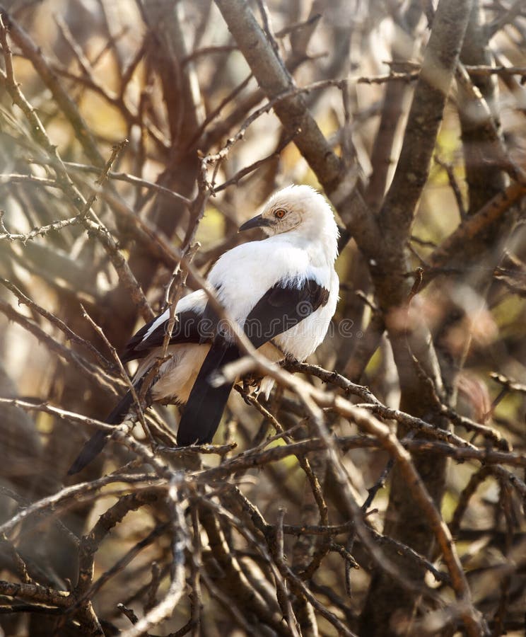 Southern pied babbler stock photo. Image of passeriformes - 60247506