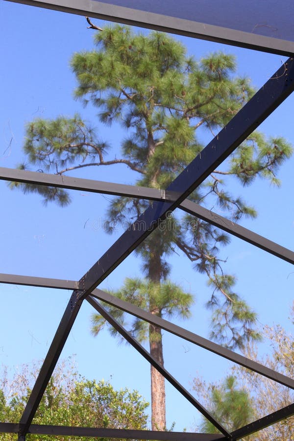 Southern Pine Trees, Fort Pierce, Florida Stock Image - Image of fort ...