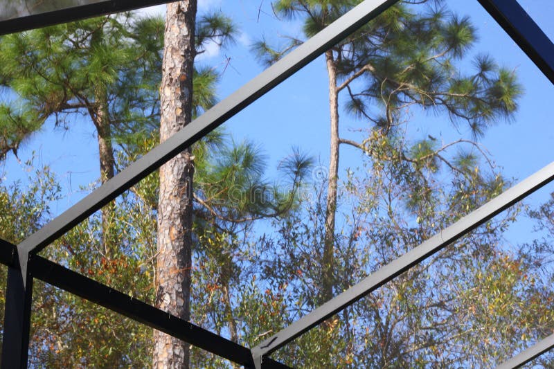 Southern Pine Trees, Fort Pierce, Florida Stock Image - Image of ...