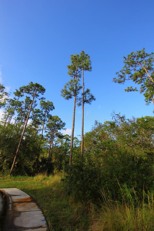 Southern Pine Trees, Fort Pierce, Florida Stock Photo - Image of ...