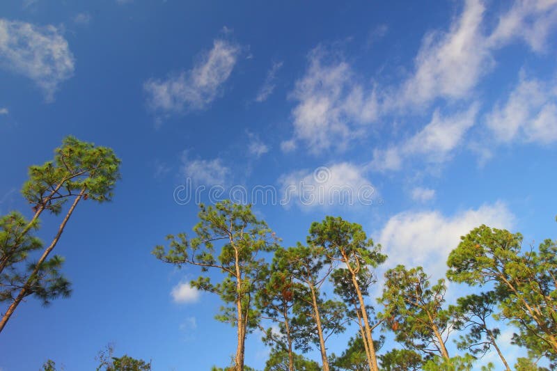 Southern Pine Trees, Fort Pierce, Florida Stock Image - Image of ...