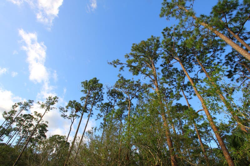 Southern Pine Trees, Fort Pierce, Florida Stock Photo - Image of forest ...