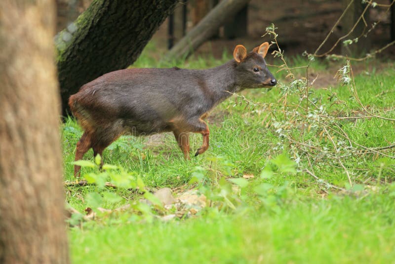 Southern pudu stock image. Image of puda, pudu, nature - 44498811