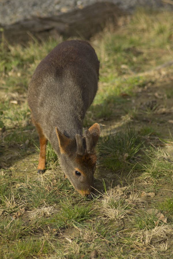 Southern Pudu grazing stock photo. Image of eating, full - 51601342