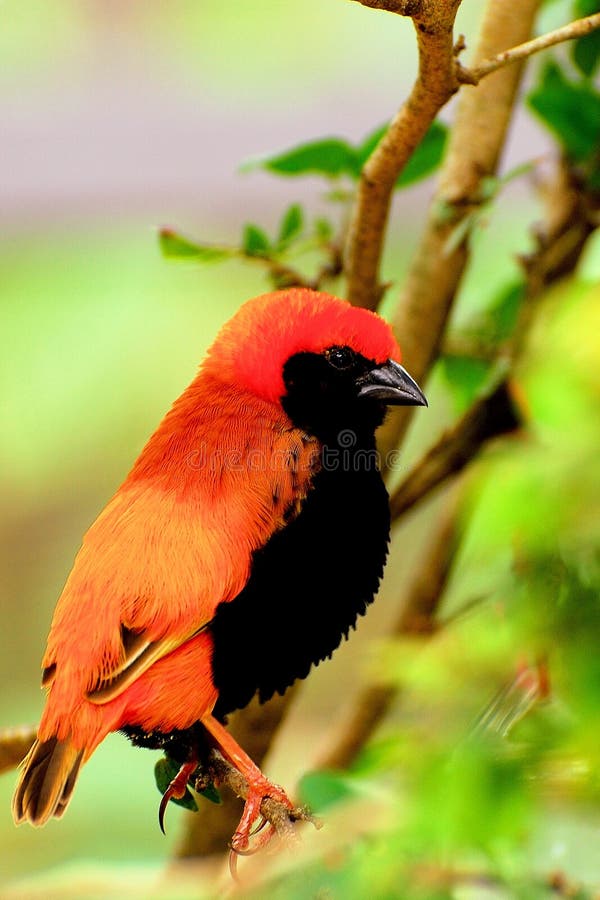 Southern red bishop bird stock image. Image of beautiful - 57961619