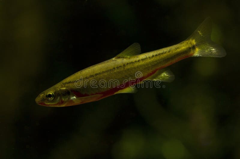 The Southern Redbelly Dace (Chrosomus Erythrogaster). Stock Photo ...