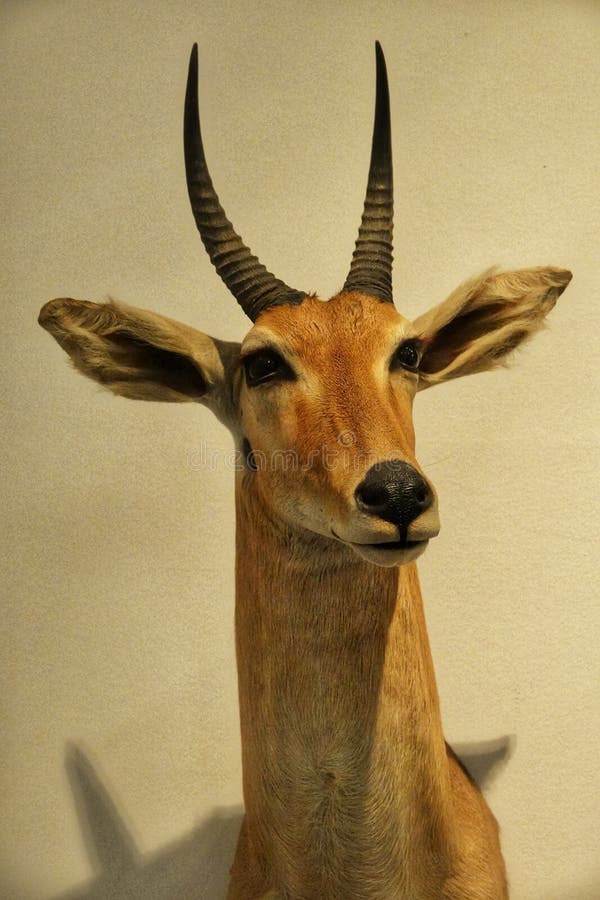 Southern Reedbuck at Antipa Museum in Bucharest Stock Image - Image of ...