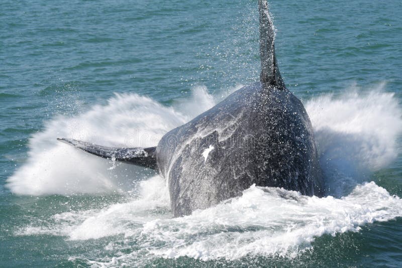 Southern Right Whale Breaching Stock Image - Image of breaching, splash ...