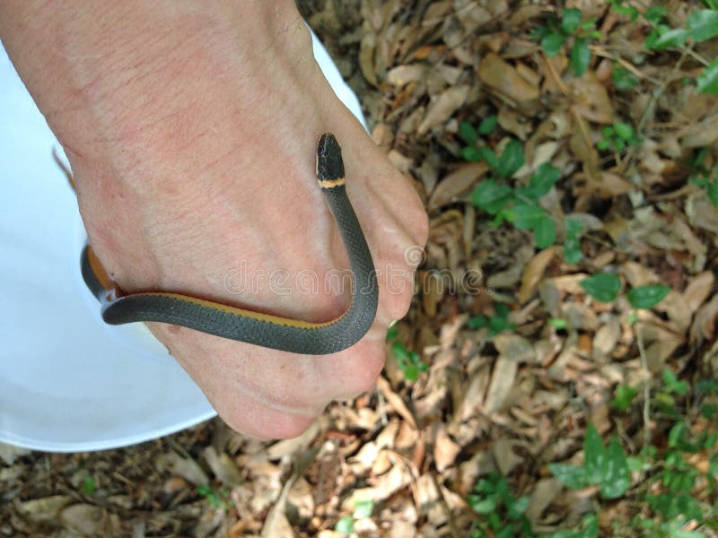 Southern Ringneck Snake stock image. Image of ringneck - 44106375