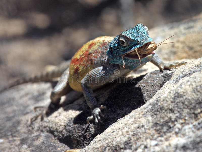 Southern rock Agama stock photo. Image of western, eating - 6046178