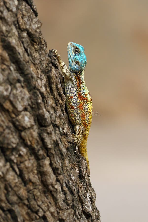 The Southern Rock Agama or Southern African Rock Agama Agama Atra on ...