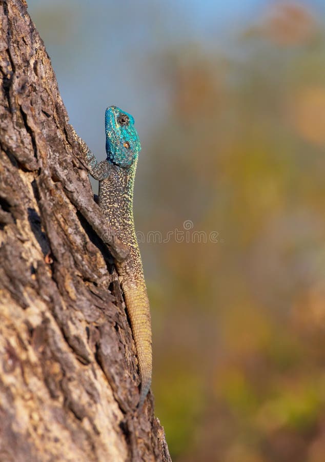 Southern Rock Agama (Agama Atra) Stock Image - Image of scale, scaly ...