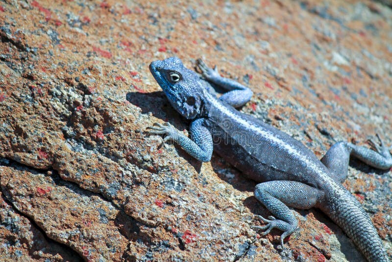 Southern Rock Agama Lizard, Namibia Stock Image - Image of head, falls ...