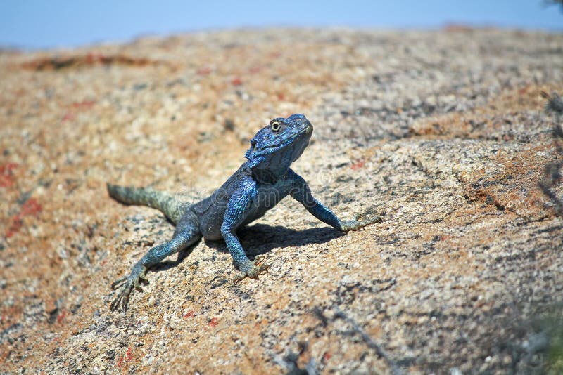 Southern Rock Agama Lizard, Namibia Stock Photo - Image of colorful ...