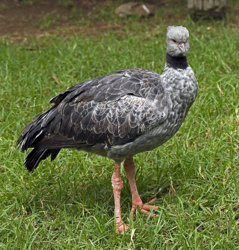 Southern screamer 3 stock photo. Image of nice, gait - 37853628