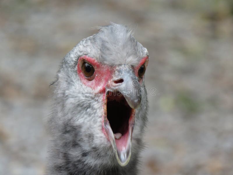 The southern screamer stock image. Image of head, animal - 119058887