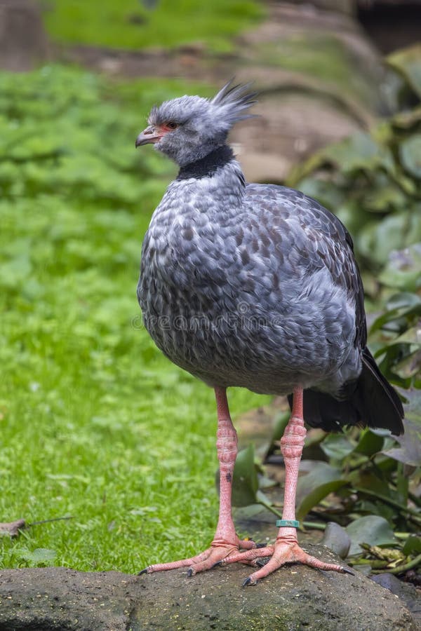 Southern Screamer (Chauna Torquata Stock Photo - Image of beak ...