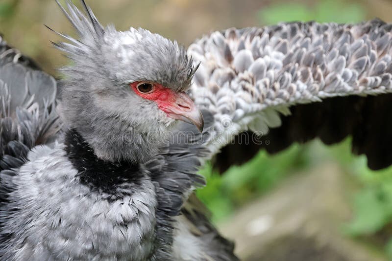The Southern Screamer (Chauna Torquata) Stock Photo - Image of animal ...